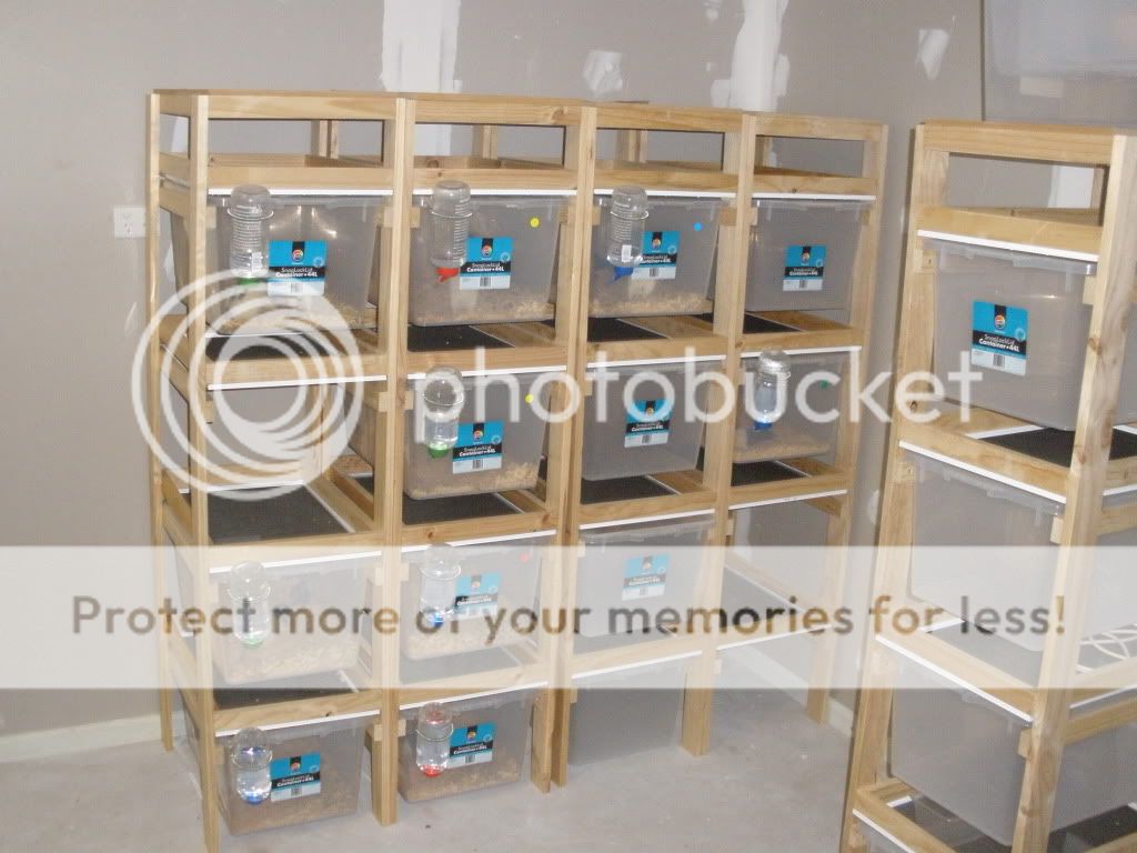 the start of my rats and mice breeding setup | Aussie Pythons & Snakes ...