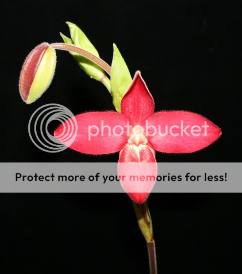 Phrag. Jason Fischer 'Phoenix Rising' FCC/AOS | Slippertalk Orchid Forum